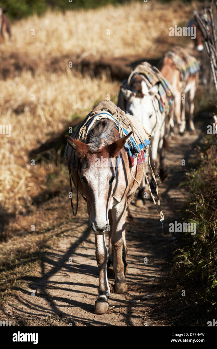 Nepal Line mules walking along trail Stock Photo - Alamy
