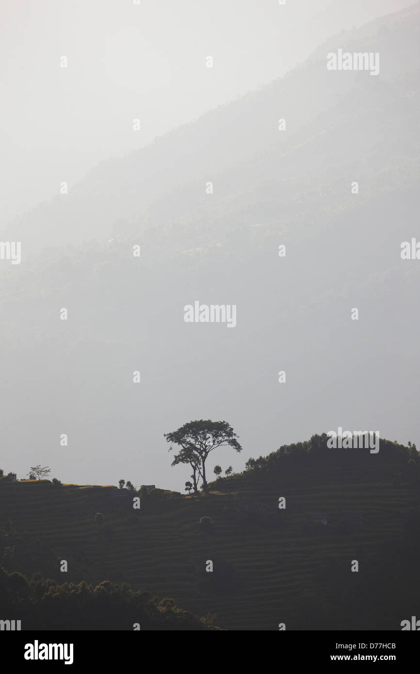 Nepal Makalu-Barun National Park Lonely Tree on Himalayan Ridges Stock ...