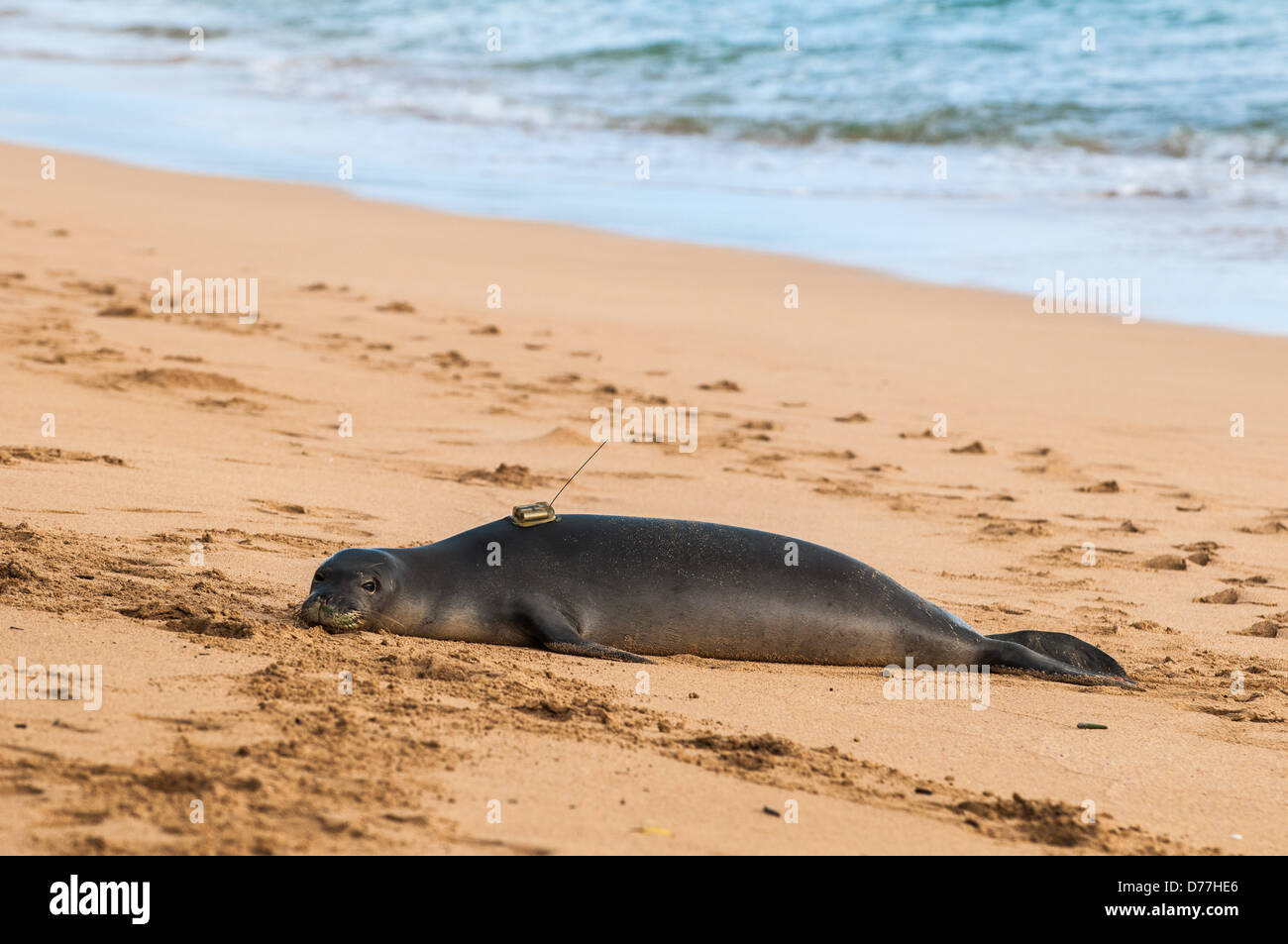 Hawaiian Monk Seal with radio tracking tag on its back, Aliomanu, Kauai ...
