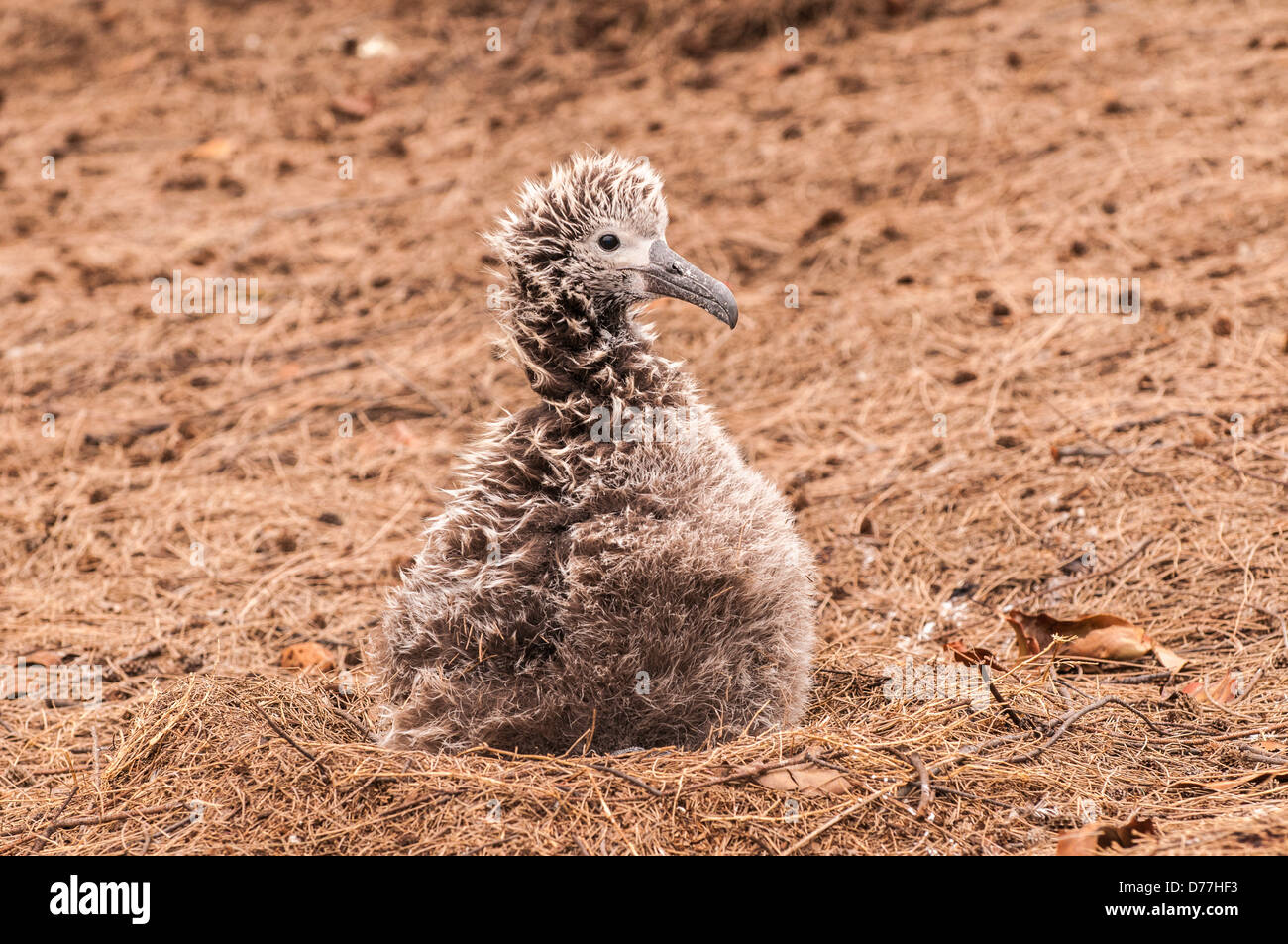 Laysan Albatross chick on nest, Kilauea Point National Wildlife Refuge ...