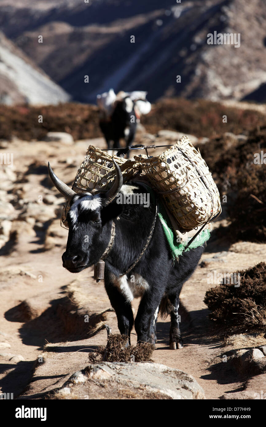 Nepal Himalaya Solukhumbu District Khumbu yak carrying baskets on dirt ...