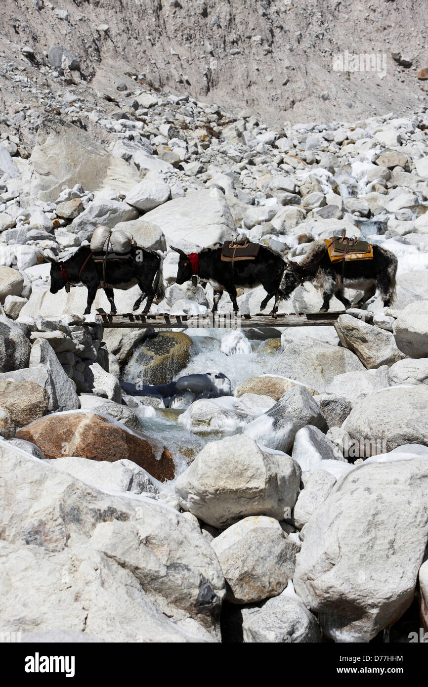 Nepal Himalaya Solukhumbu District Khumbu three yaks crossing wooden ...