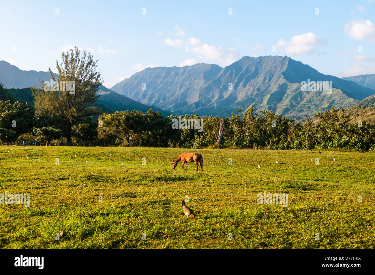 Horse in pasture, Lumahai, Kauai, Hawaii Stock Photo - Alamy