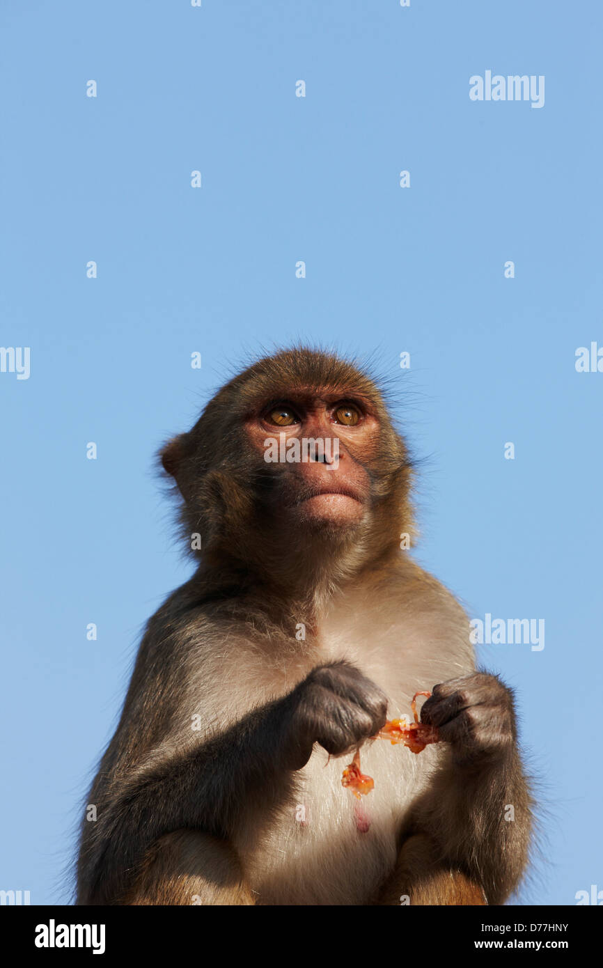 Nepal Himalaya Kathmandu Macaque Macaca mulatta at Monkey Temple ...