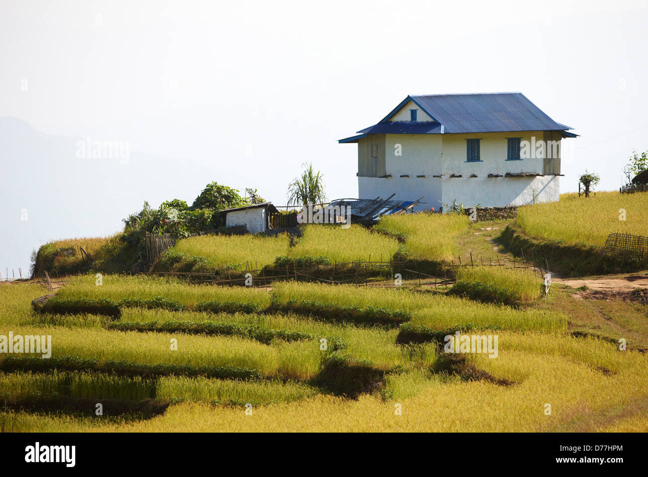 Nepal Himalaya cottage house terraced field Stock Photo - Alamy