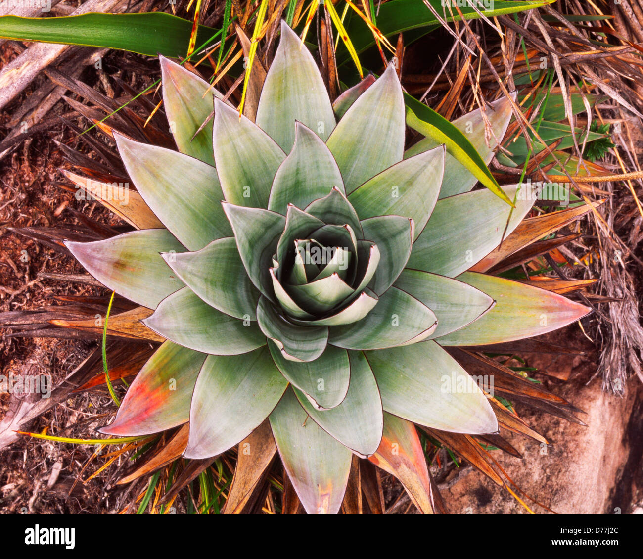 Venezuela La Gran Sabana Monte Roraima endemic plant Orectantes ...
