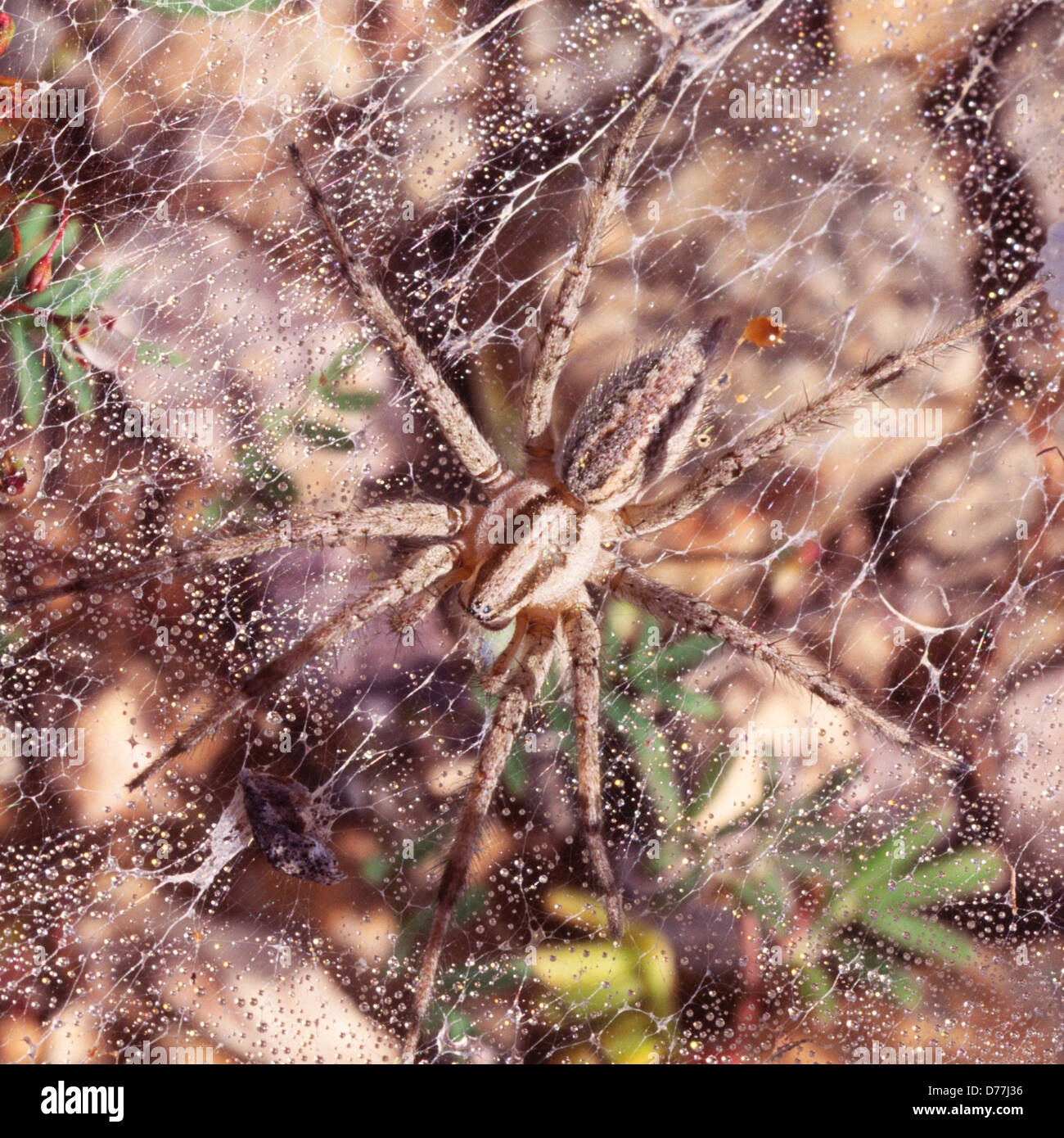 USA Arizona Organ Pipe Cactus National Monument Sonoran Desert Forest ...