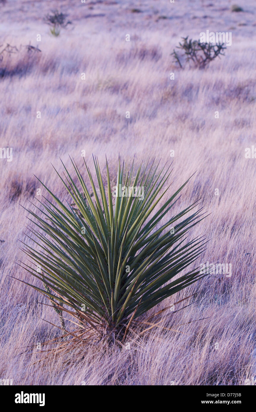Lone yucca in grassland Chihuahuan Desert Marfa Texas USA Stock Photo ...
