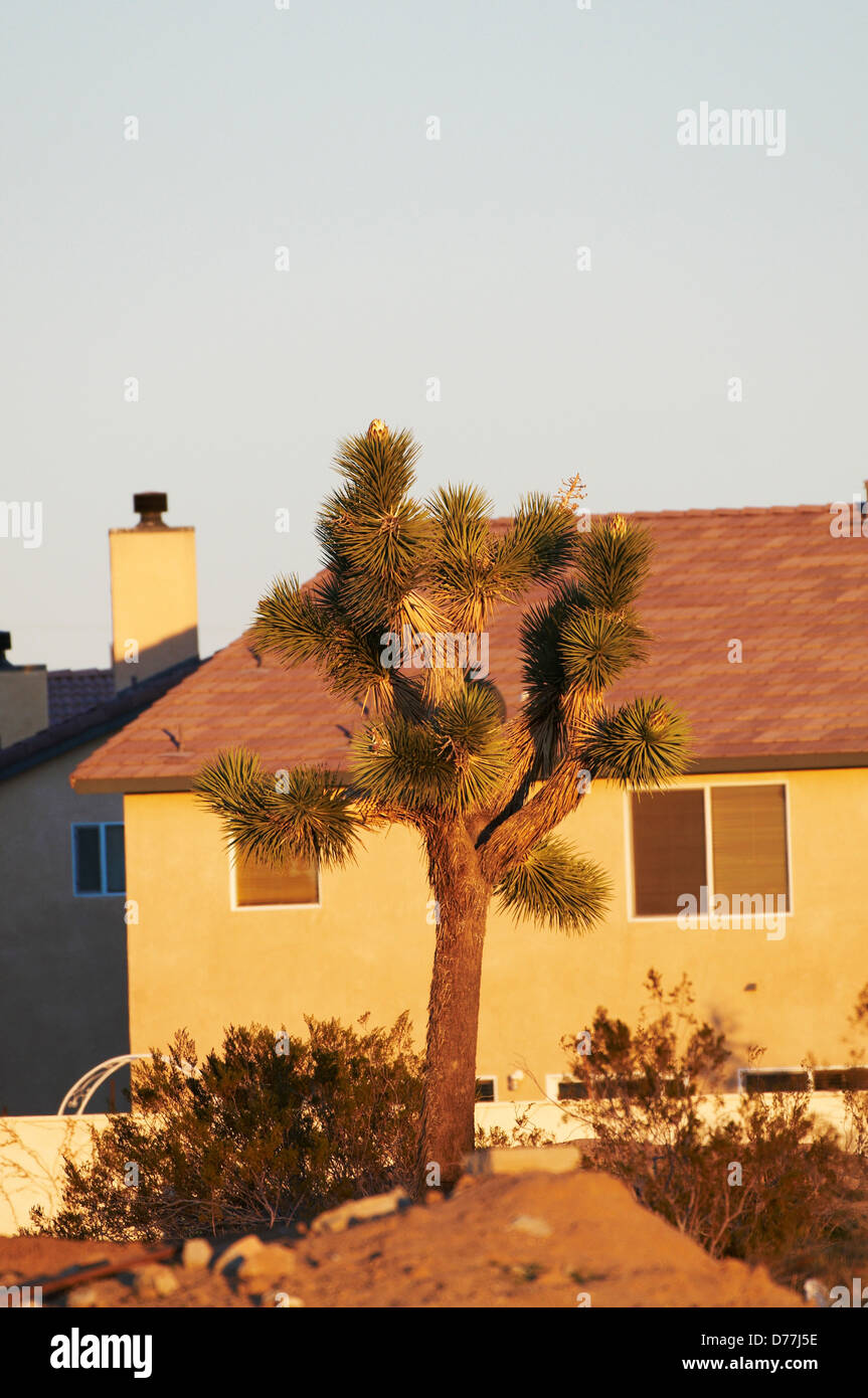 Joshua tree Yucca brevifolia in front yard tract house Victorville ...