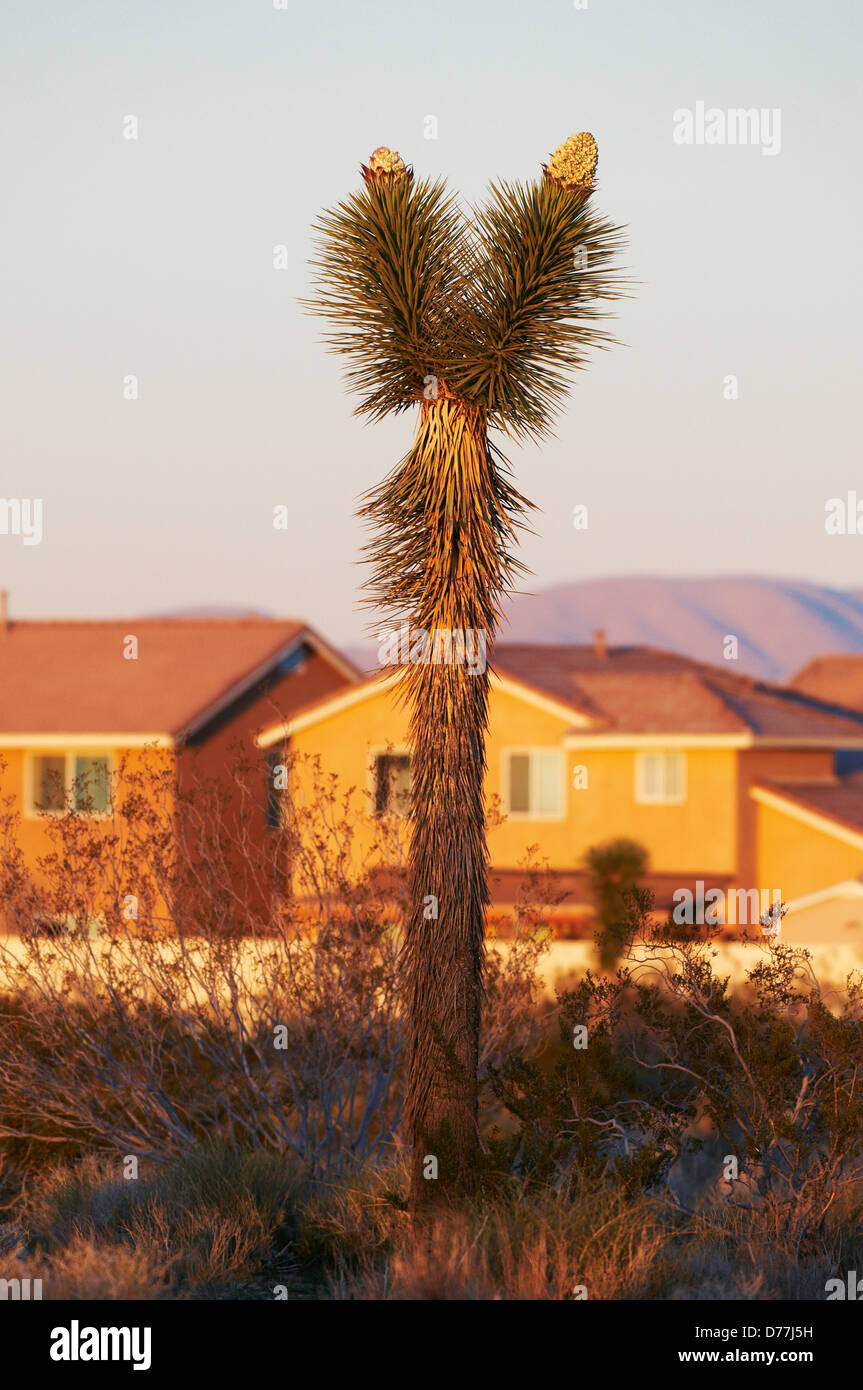 Joshua tree Yucca brevifolia in front yard tract house Victorville ...