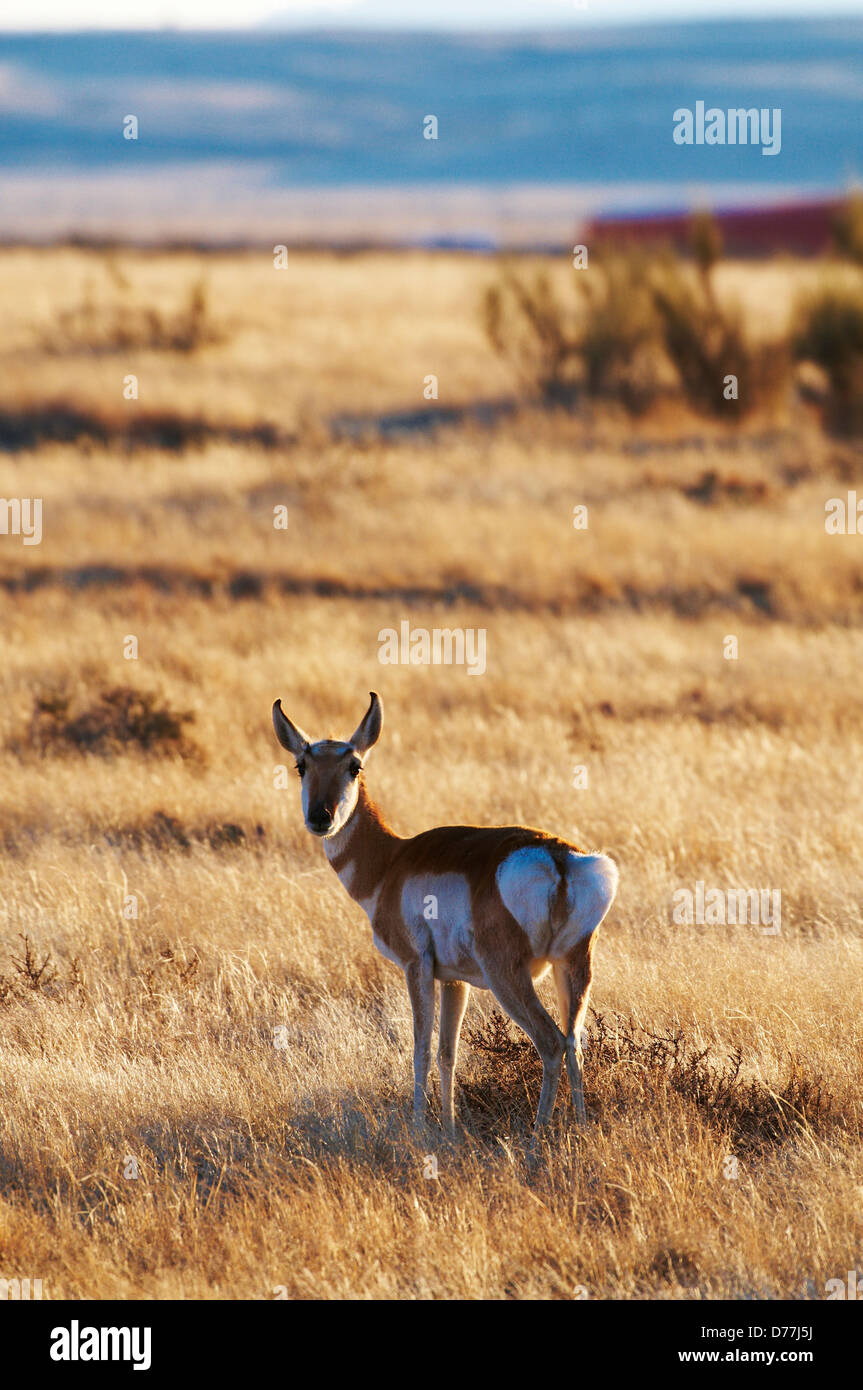 Pronghorn Antilocapra americana in grassland Chihuahuan Desert Marfa ...