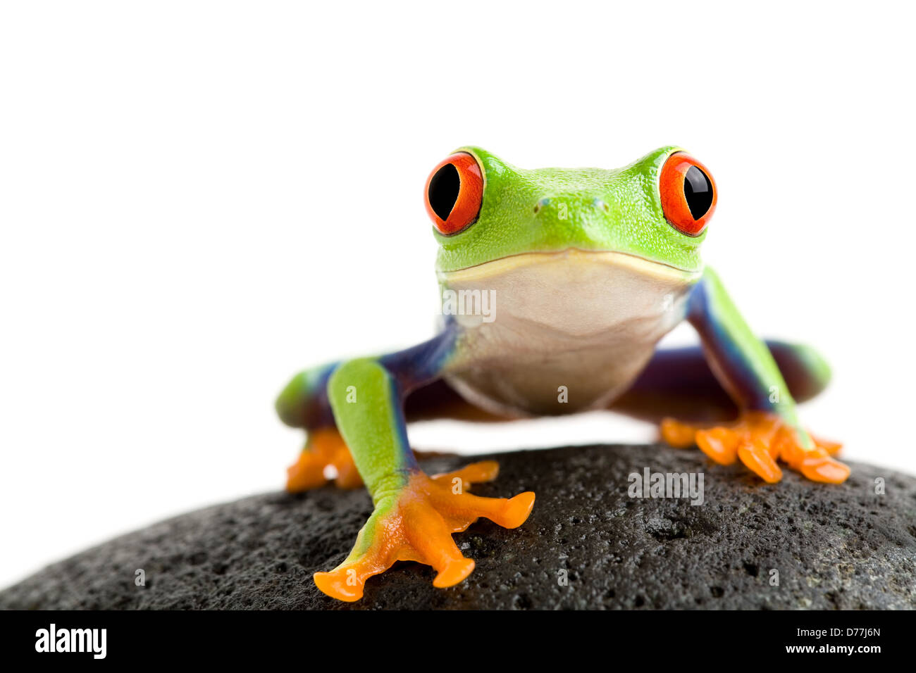 Green frog with orange feet hi-res stock photography and images - Alamy