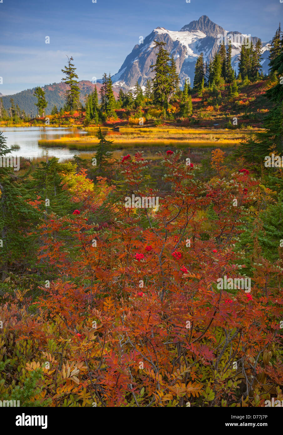 Mount Baker-Snoqualmie National Forest, WA: Mountain ash in fall color ...