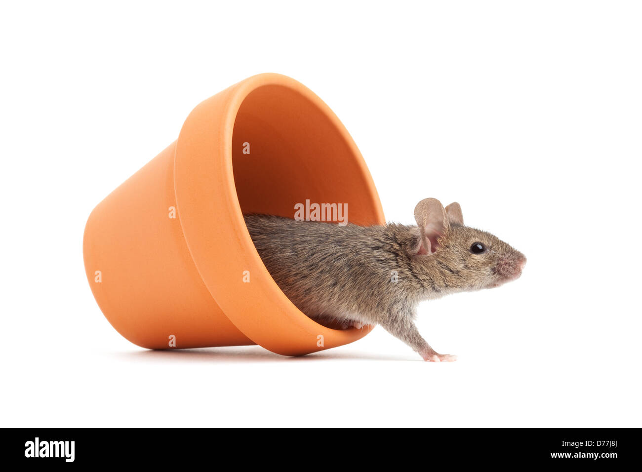 mouse walks out of toppled small flower pot isolated on white Stock ...