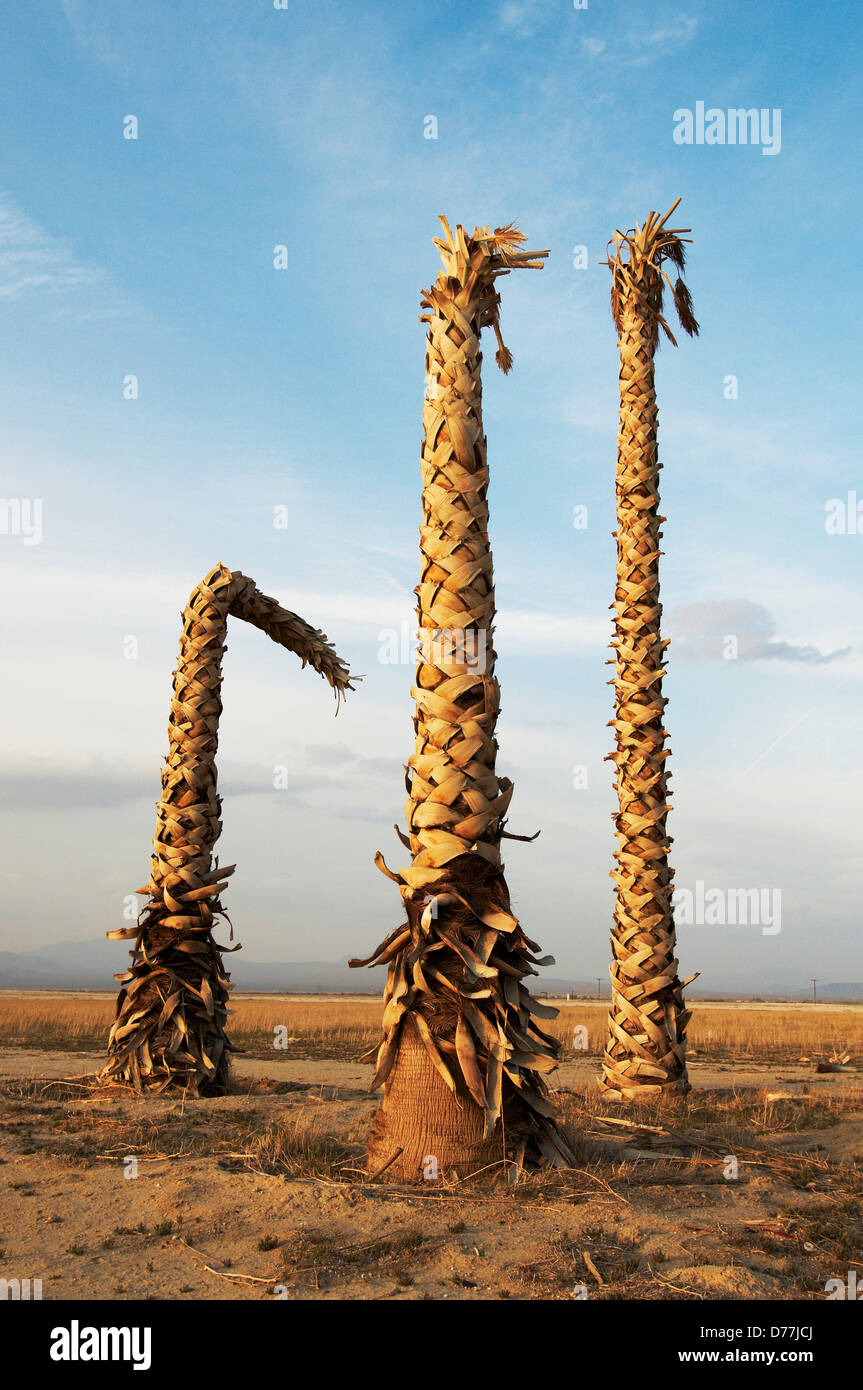 Stand dead California Fan Palm trees Washingtonia filifera California ...