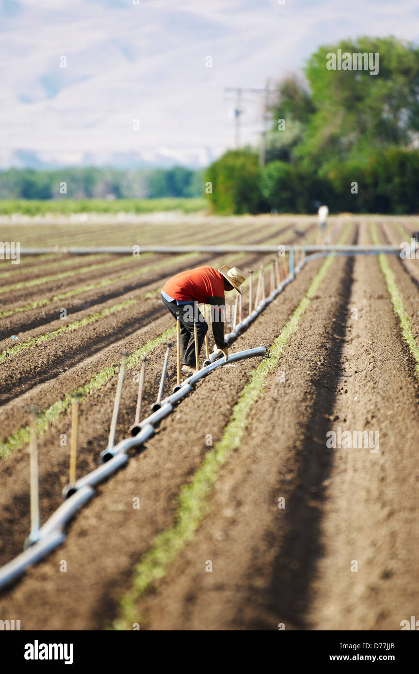 Farm worker lays irrigation pipe in furrows in field recently ...