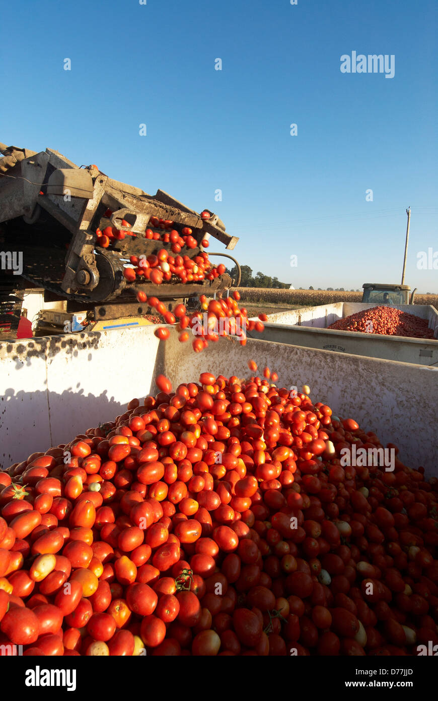 Processing tomatoes loaded into tomato trailer loading arm Central ...