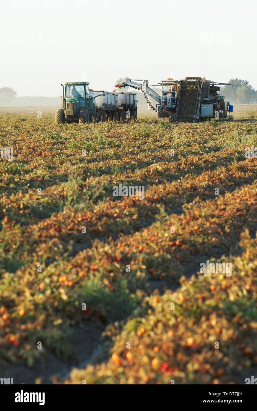 Processing tomato harvesting in field Central Valley California USA ...