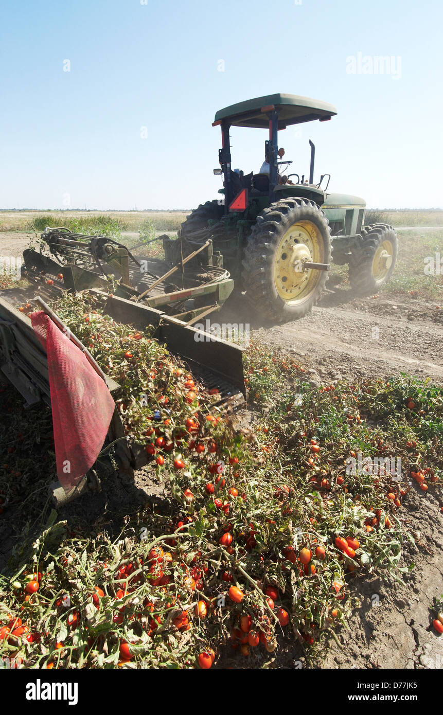 Processing tomato plants in field being prepared harvest California USA ...