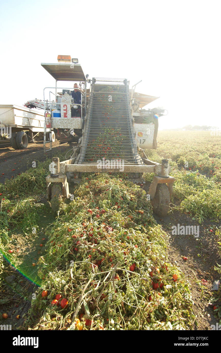 Processing tomato plants in field being prepared harvest California USA ...