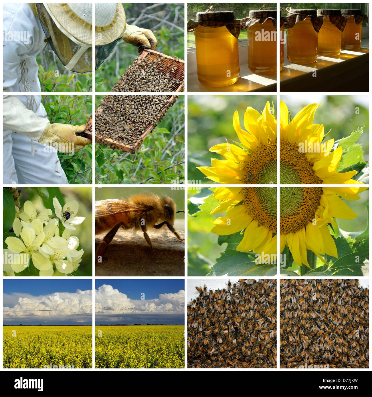 Honeybee images hi-res stock photography and images - Alamy