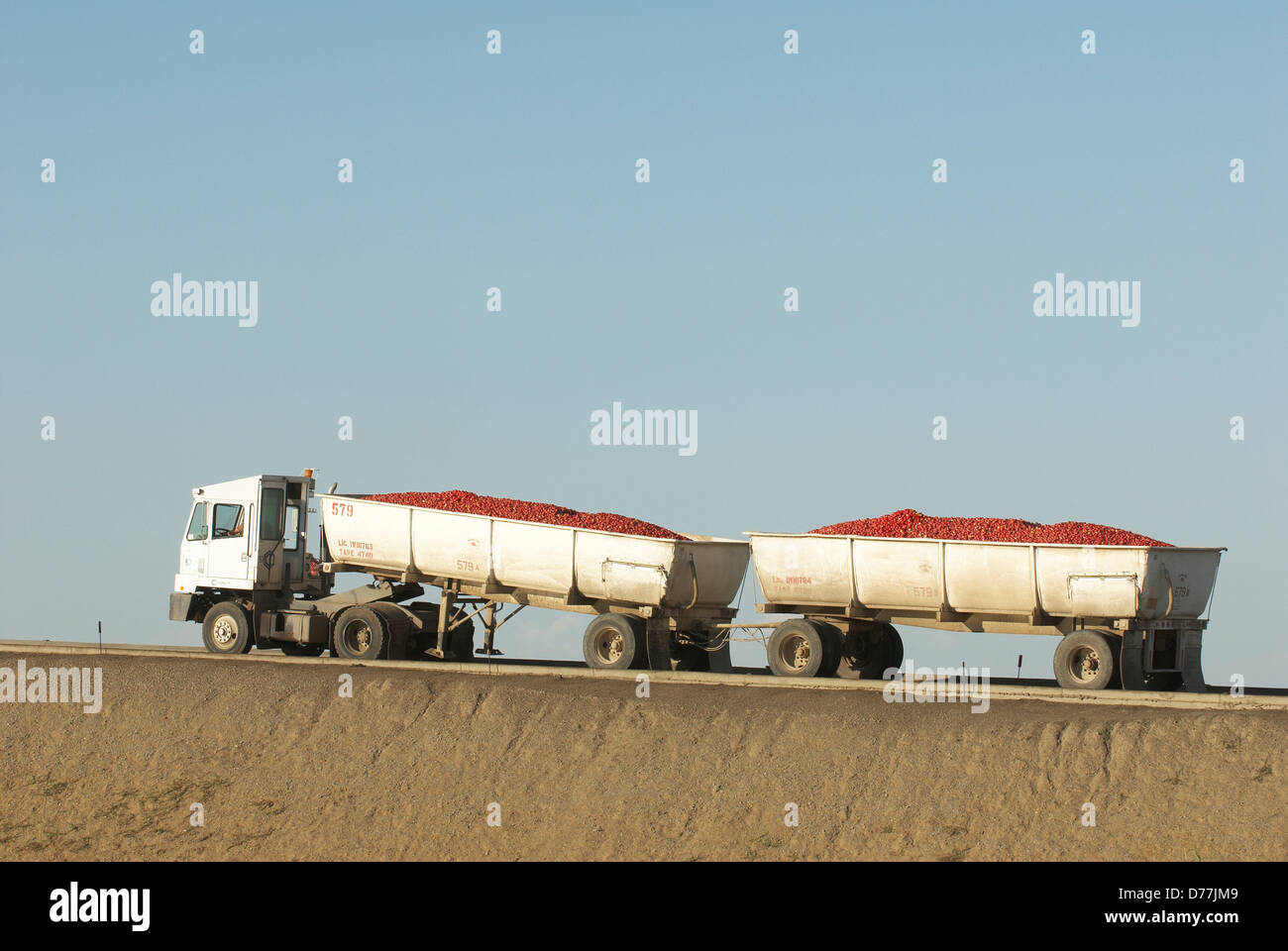 Shuttle truck pulls set loaded processing tomato trailers Central ...
