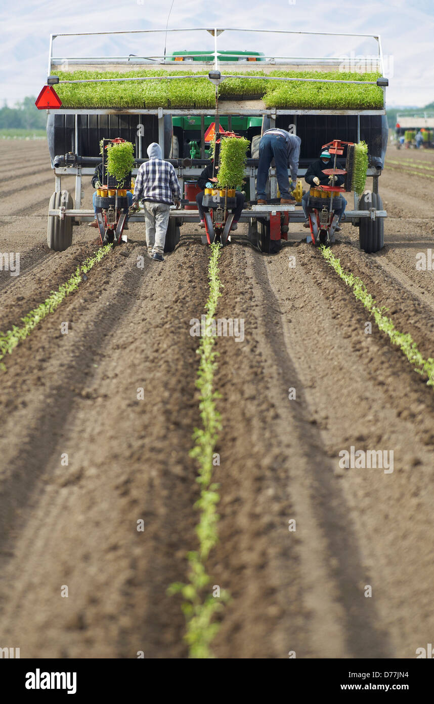 Processing tomato field hi-res stock photography and images - Alamy