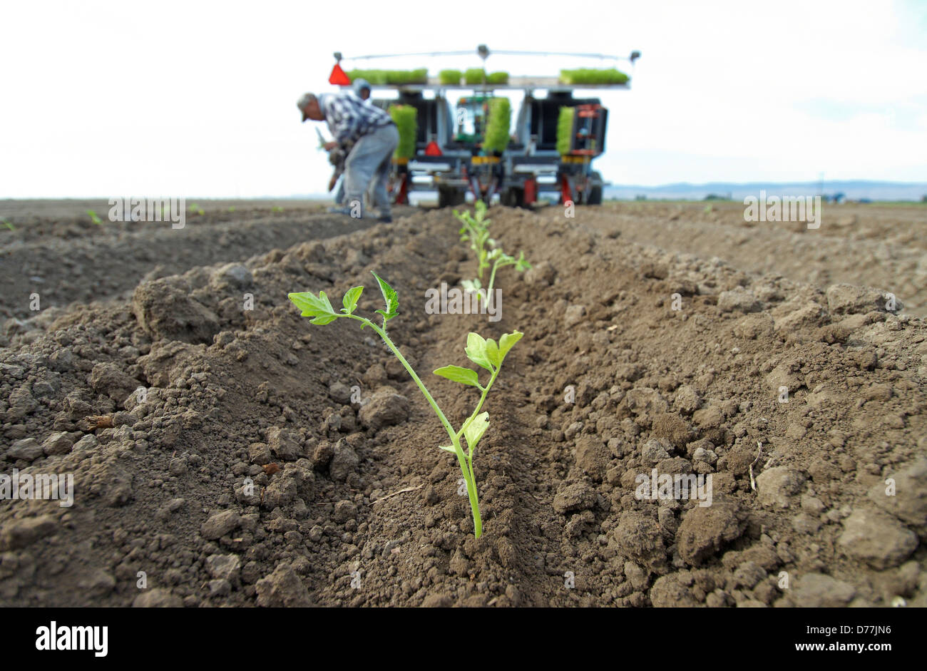 Processing tomato field hi-res stock photography and images - Alamy