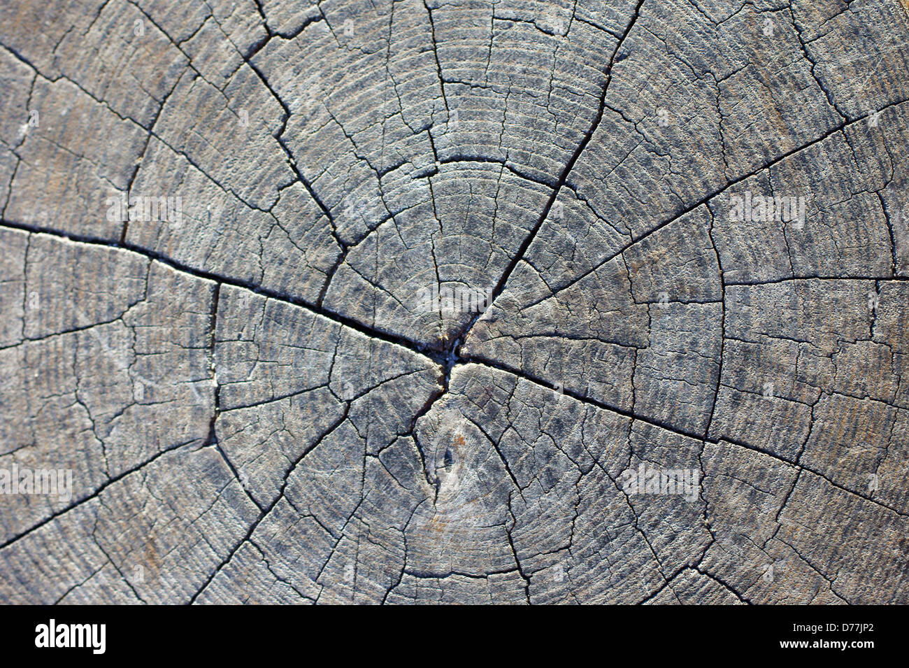 Tree cross section Stock Photo - Alamy