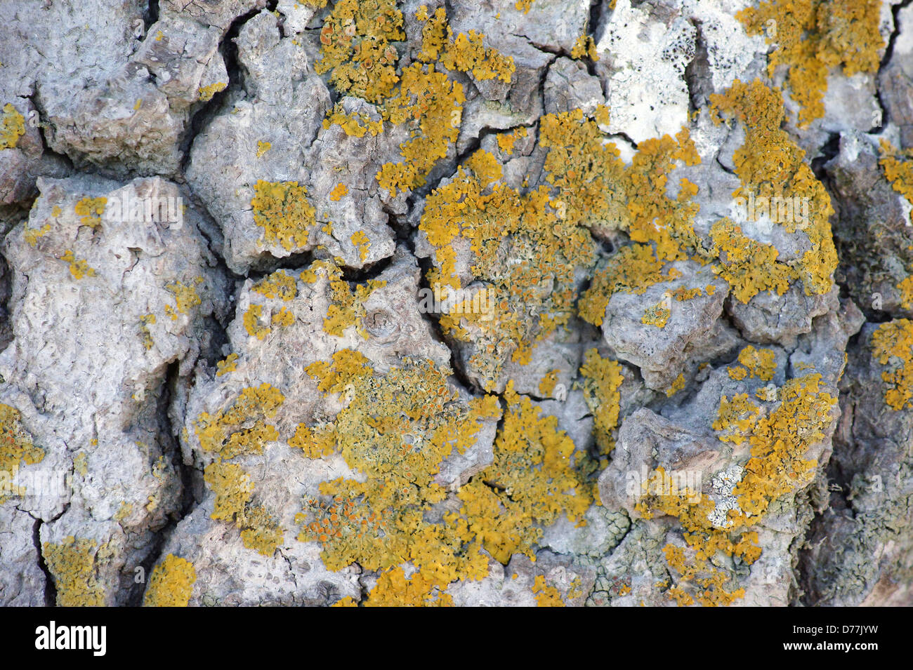 Lichens on lime stone Stock Photo - Alamy