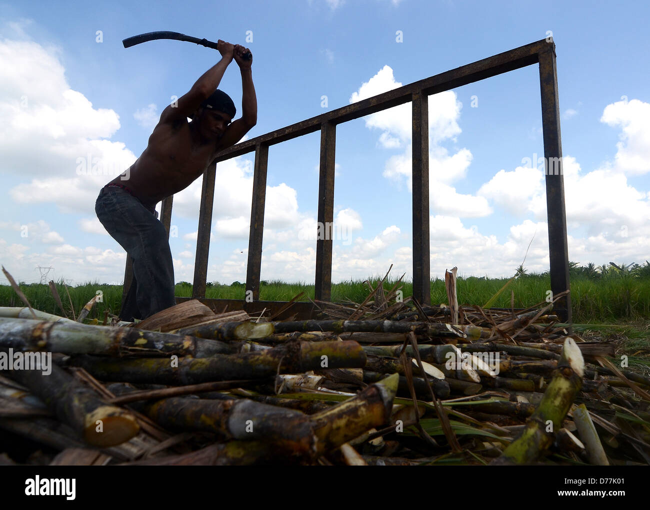 Filipino Farmer chops piles of sugarcane in a farm in Buluan Town ...