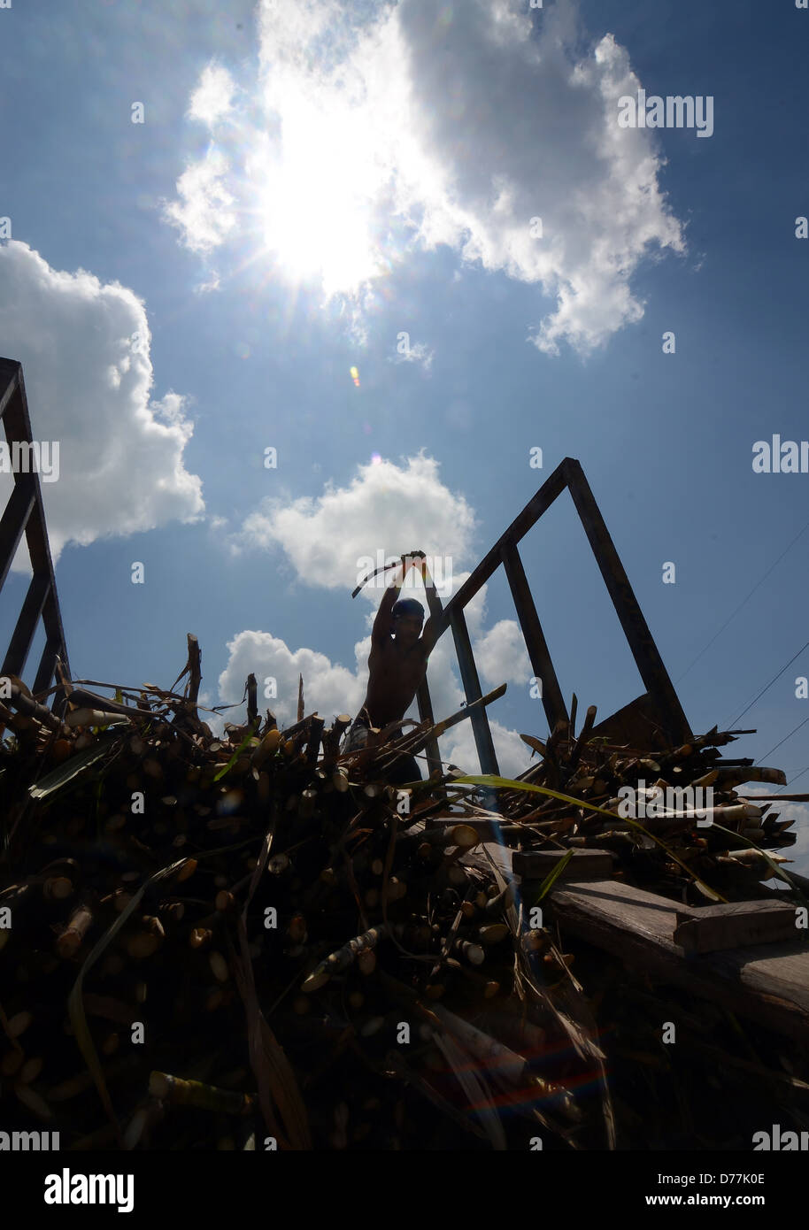 Filipino Farmer chops piles of sugarcane in a farm in Buluan Town ...