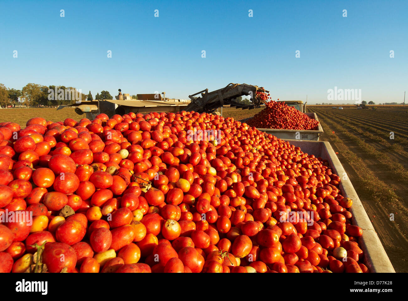 Processing tomatoes loaded into tomato trailer loading arm California ...