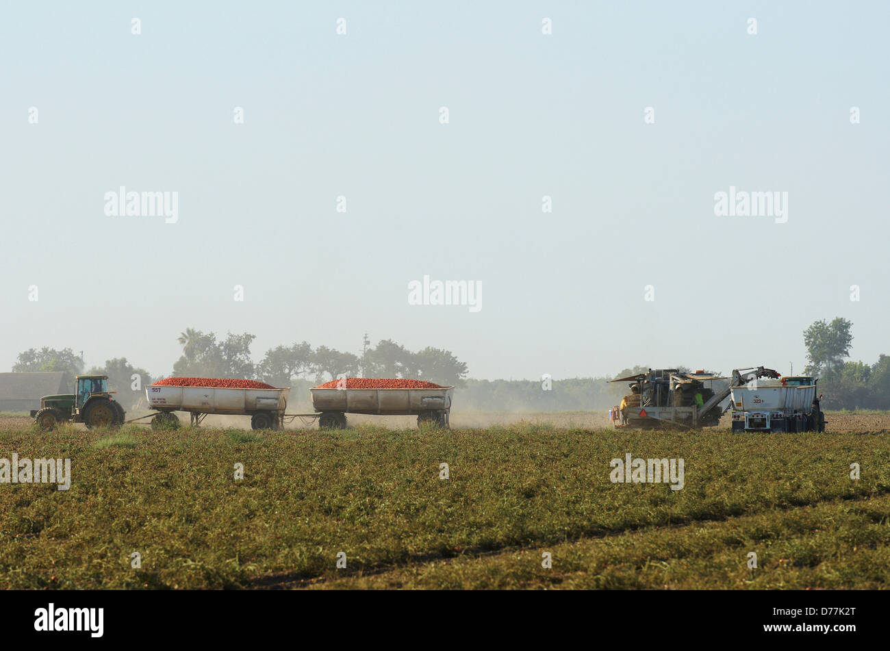 Processing tomato harvesting in field California USA Stock Photo - Alamy