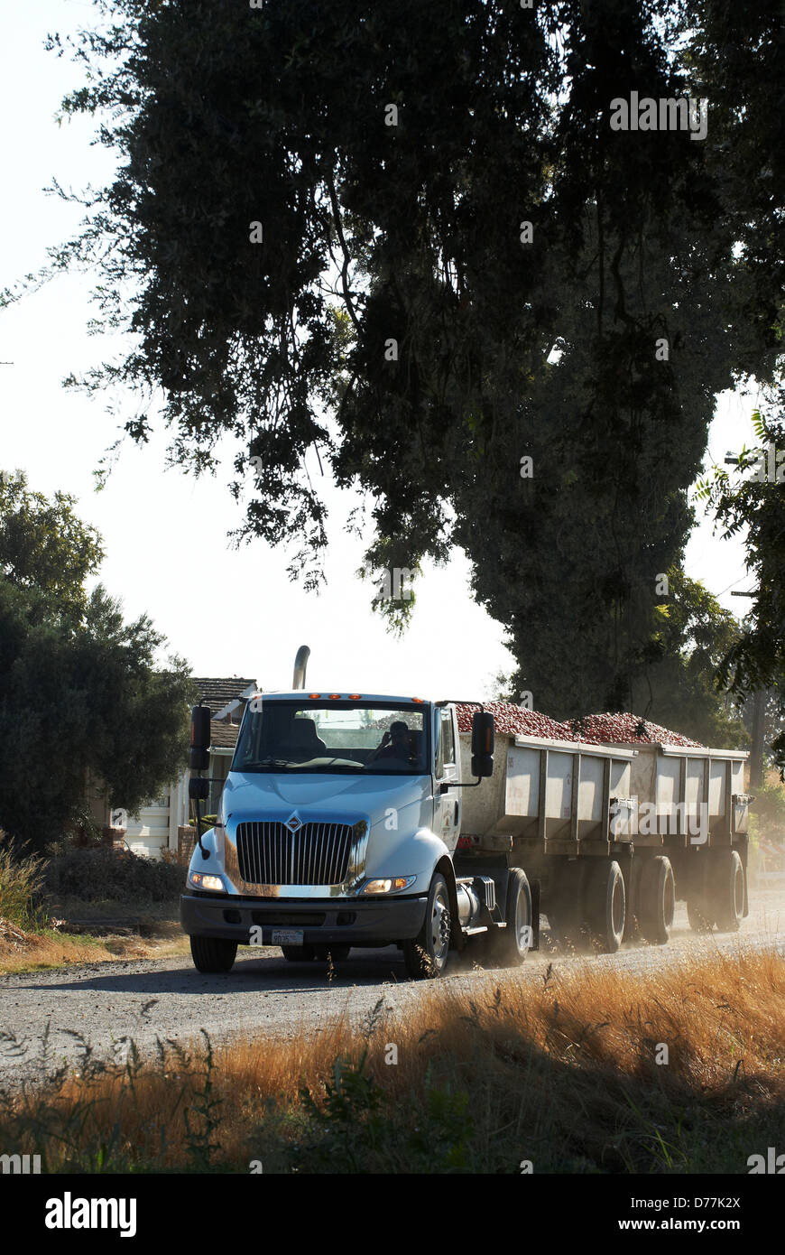 Tractor pulling fully loaded set trailers processing tomatoes out field ...