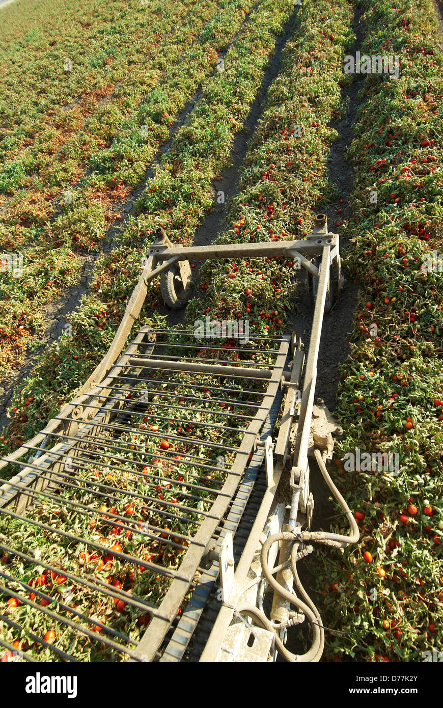 Processing tomato plants in field being prepared harvesting California ...