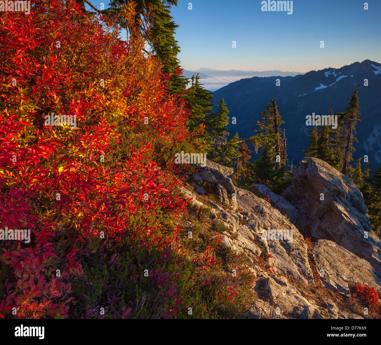Mount Baker-Snoqualmie National Forest, WA: A huckleberry bush in fall ...