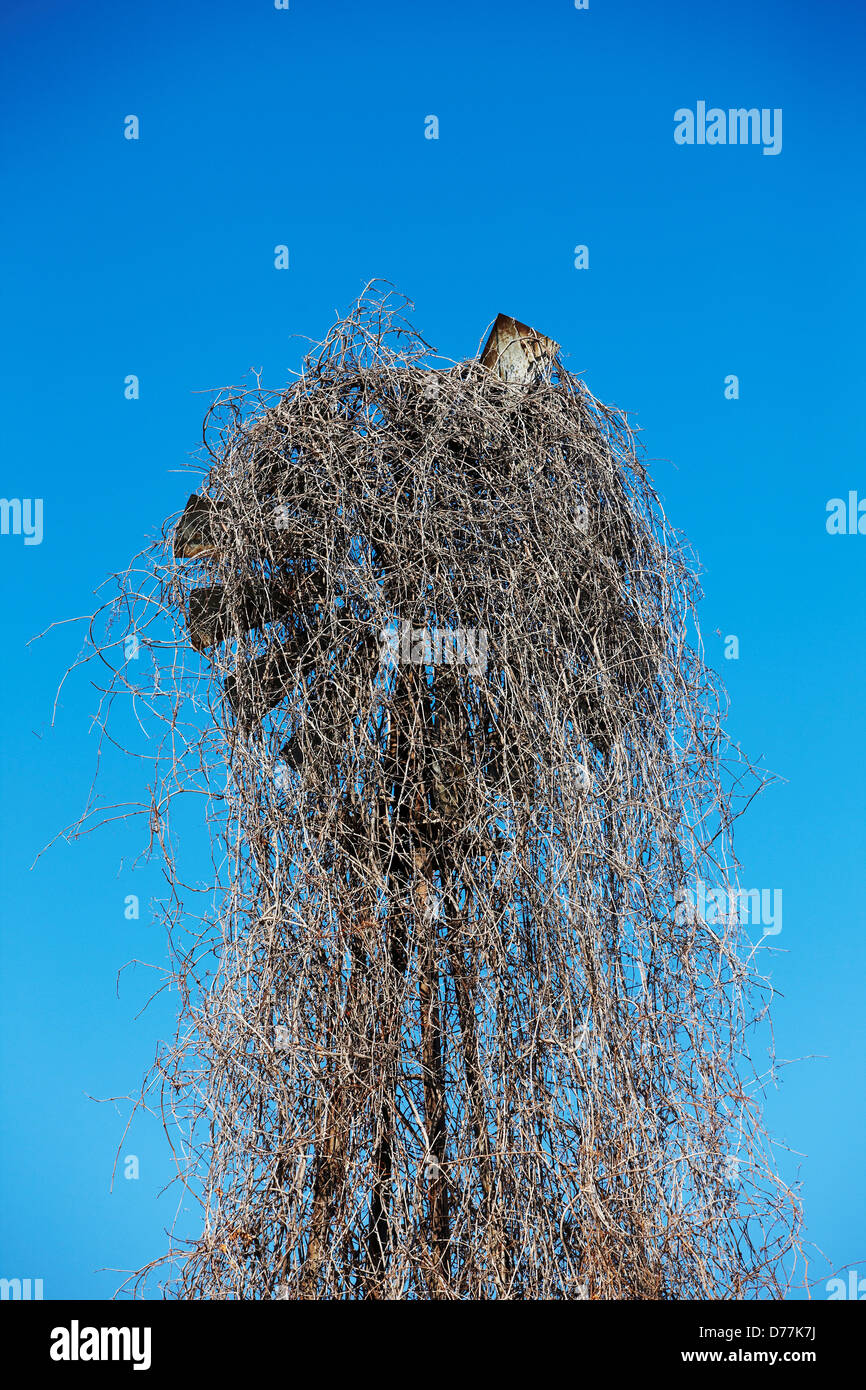 USA Kansas Water-pumping windmill overgrown by ivy Stock Photo - Alamy