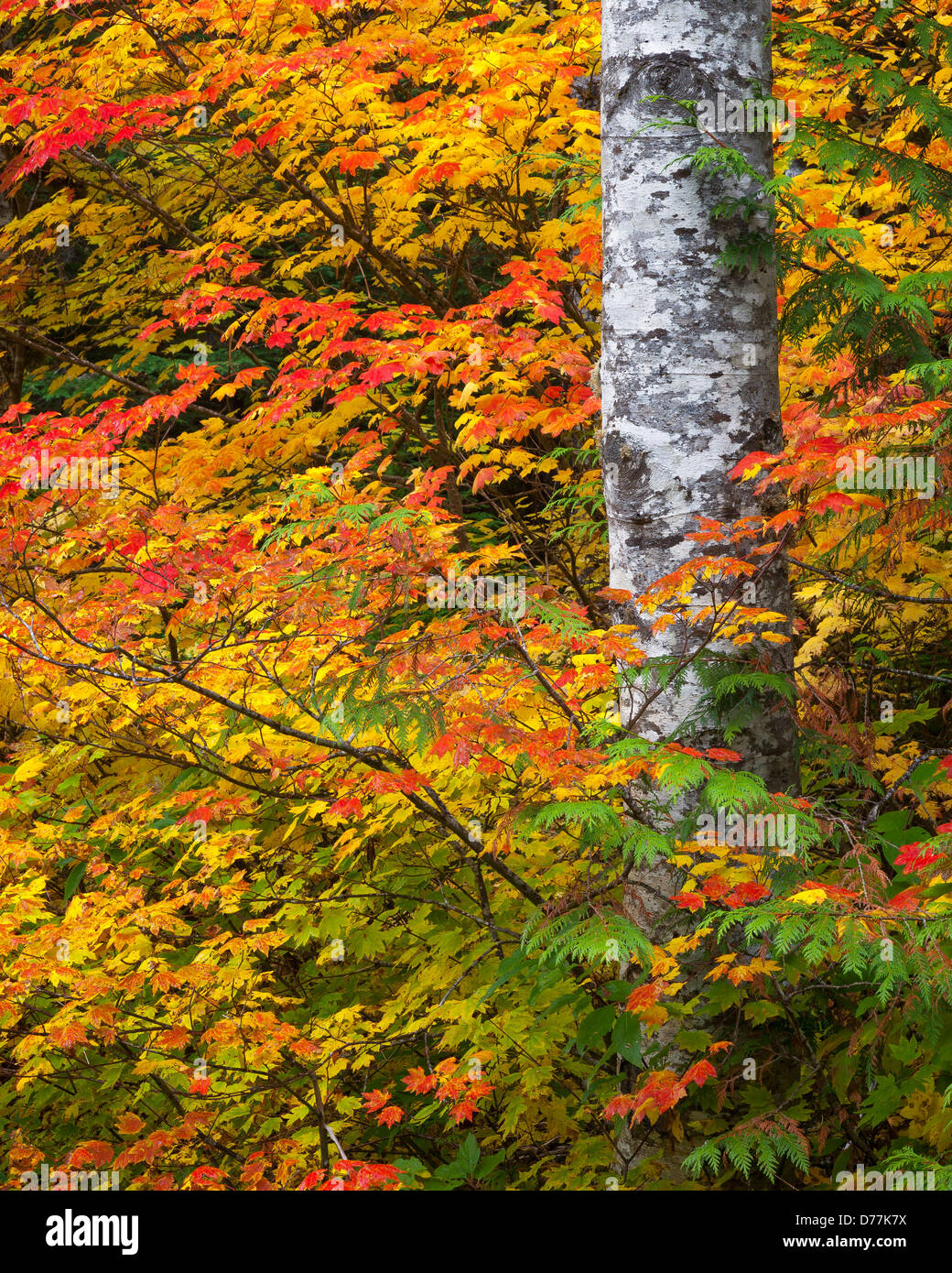 Red Alder Tree High Resolution Stock Photography and Images - Alamy