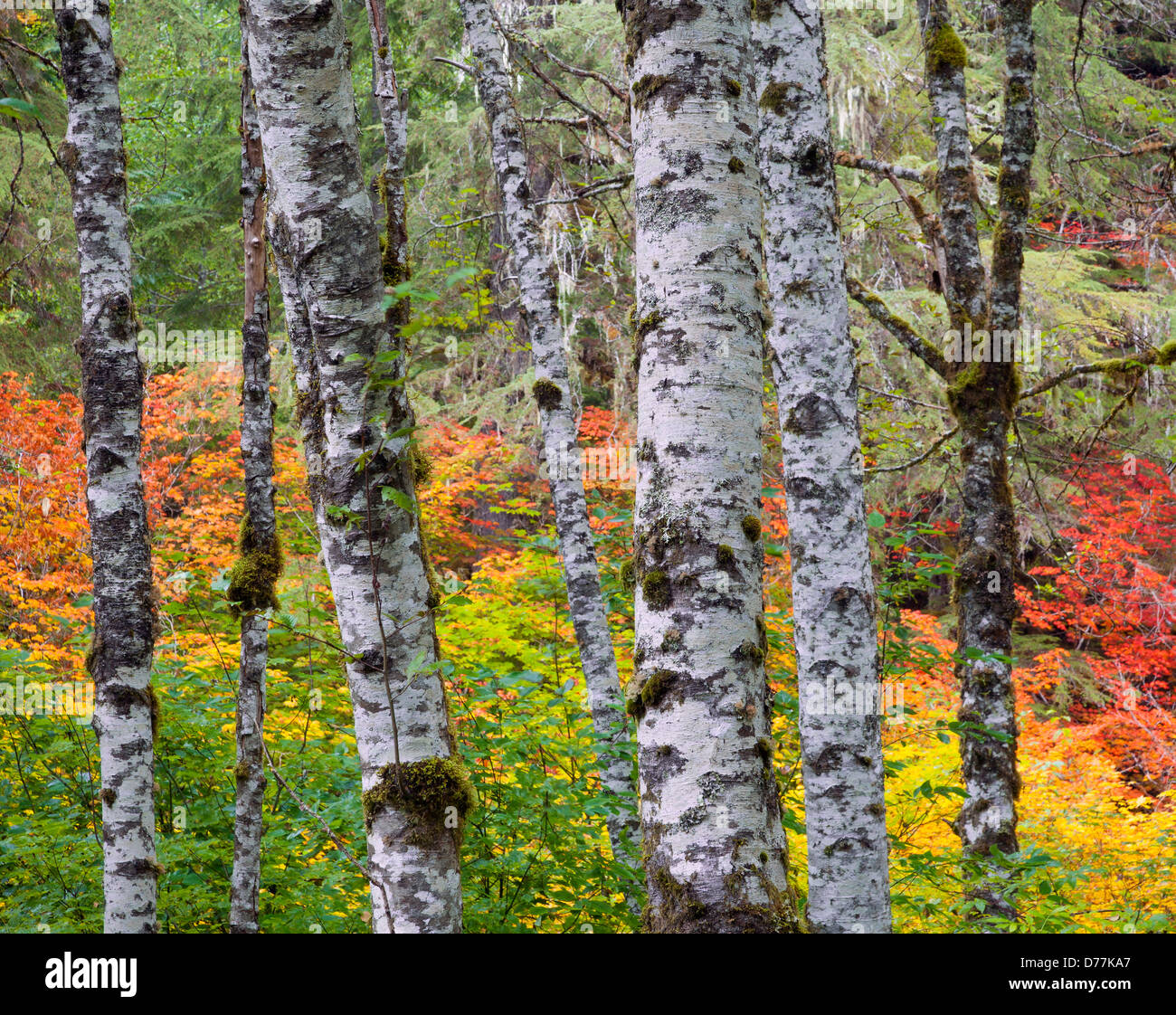 Mount Baker-Snoqualmie National Forest, WA; Red alder (Alnus rubra ...