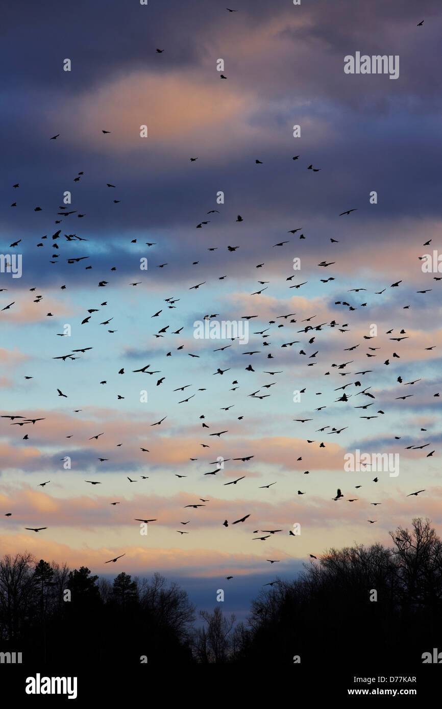 USA Arkansas Bull Shoals Lake Flock vultures Stock Photo - Alamy
