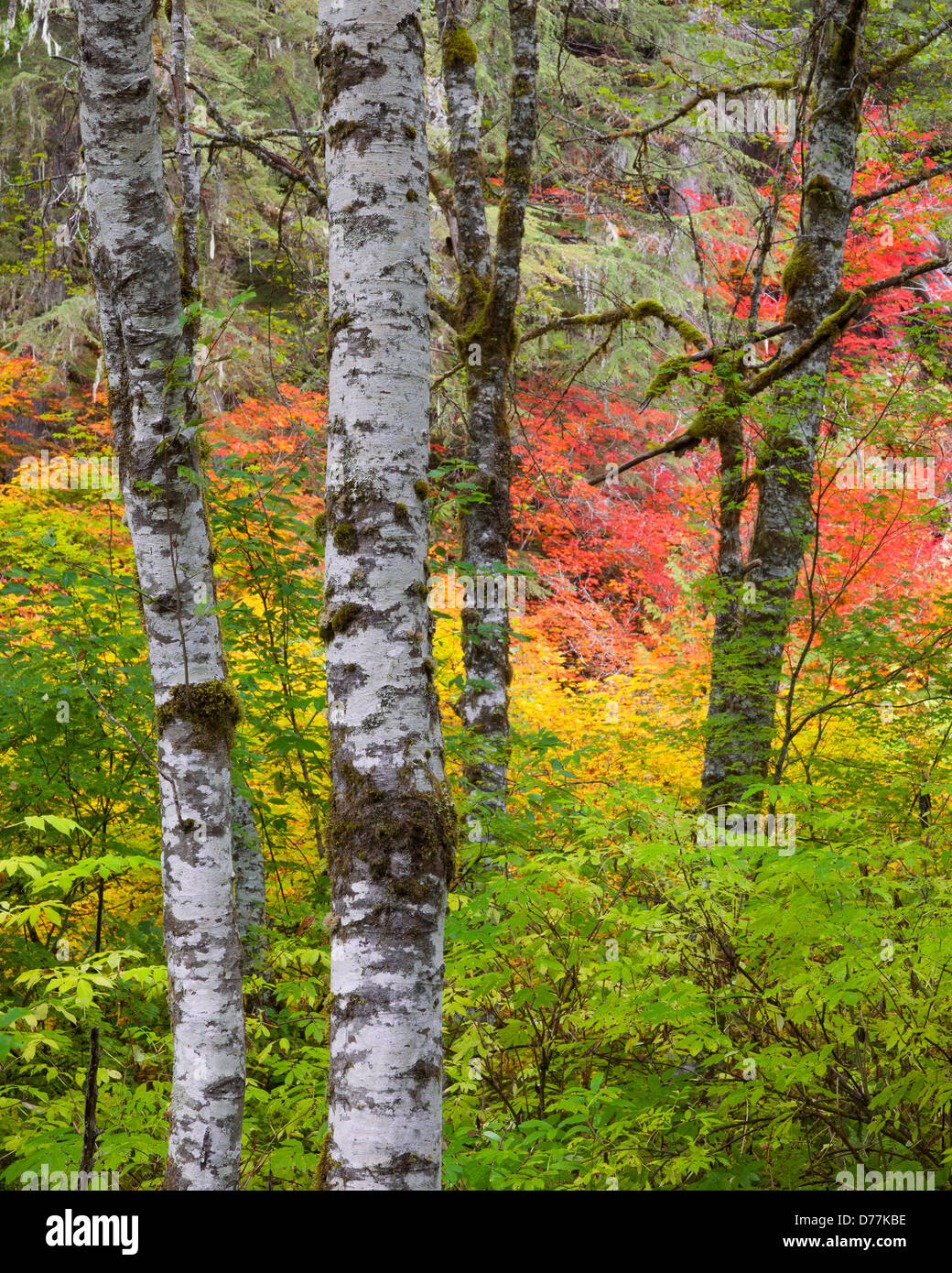 Mount Baker-Snoqualmie National Forest, WA; Red alder (Alnus rubra ...