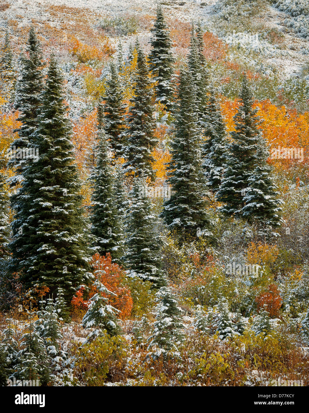 Snoqualmie national forest hi-res stock photography and images - Alamy