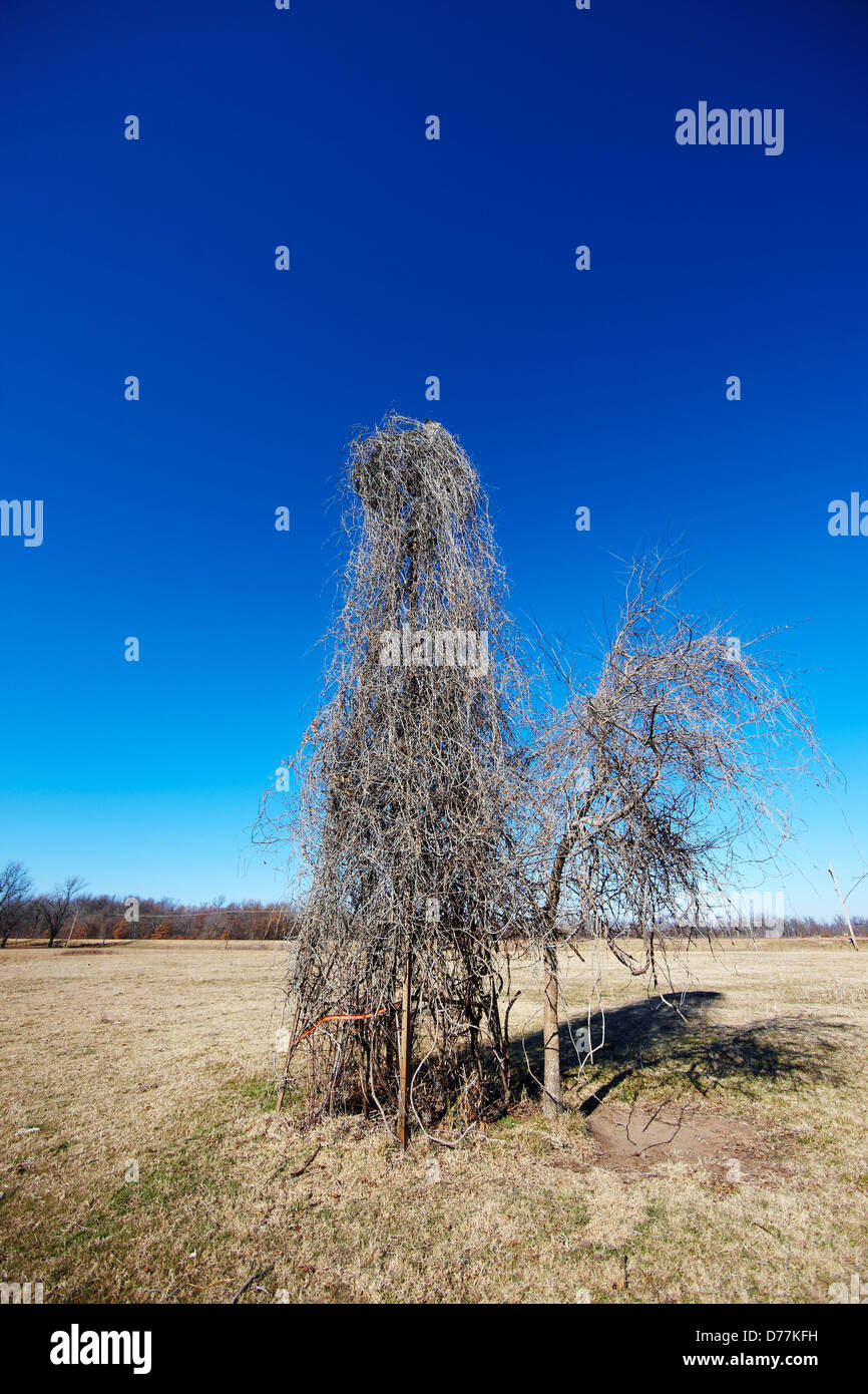 Ivy field hi-res stock photography and images - Alamy