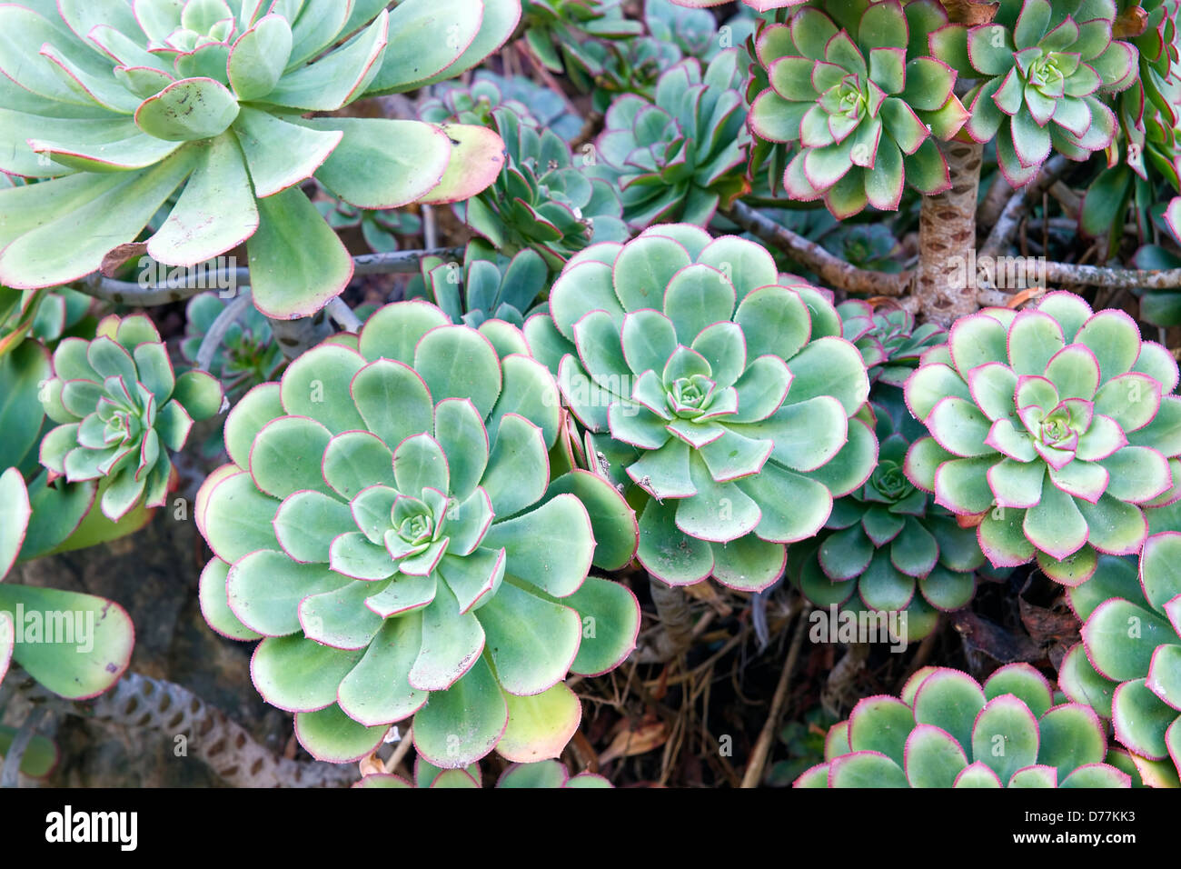 Hen and Chicks Succulent Plant growing in Garden Backyard Stock Photo ...