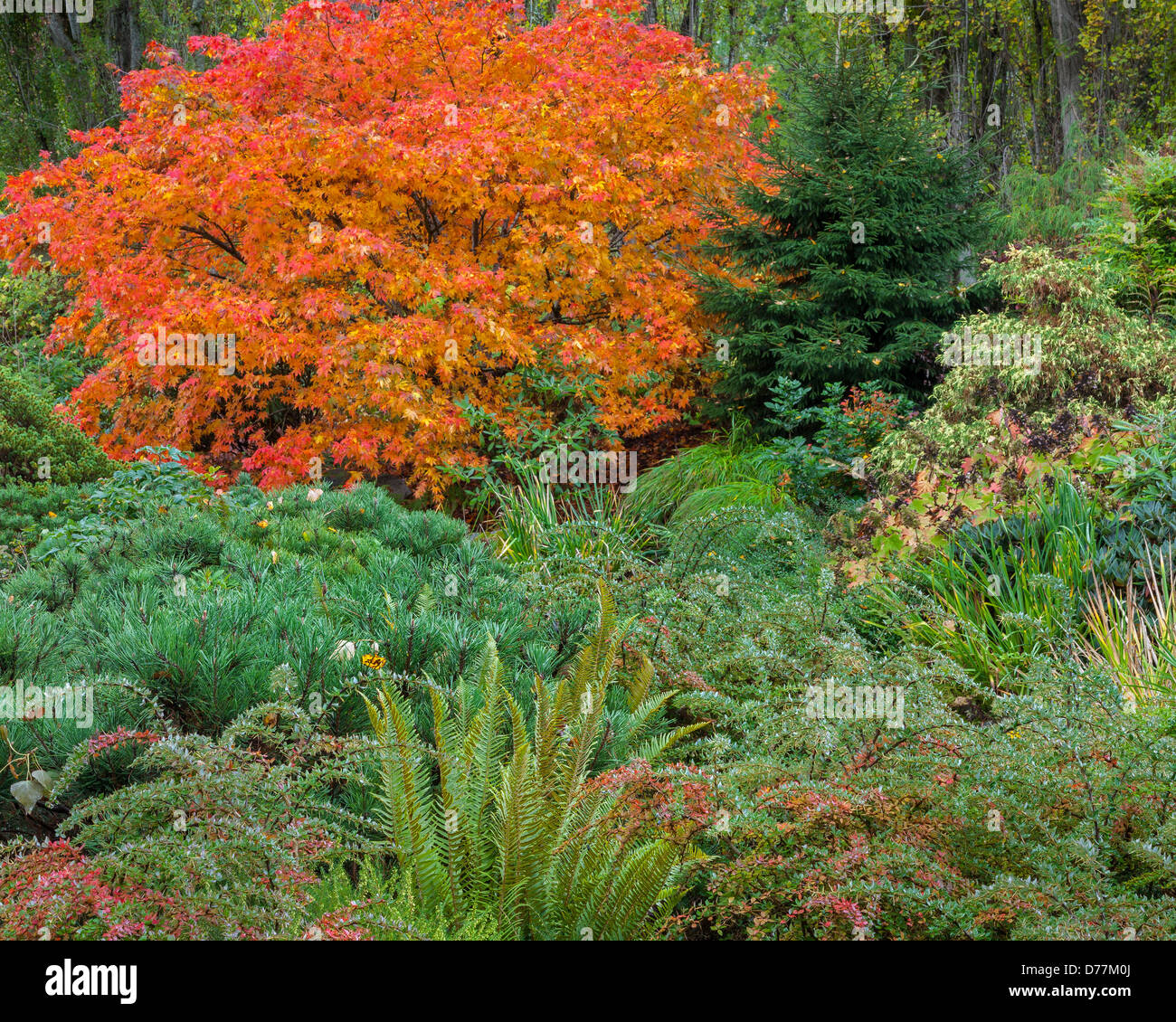 Pine tree shrub garden hi-res stock photography and images - Alamy