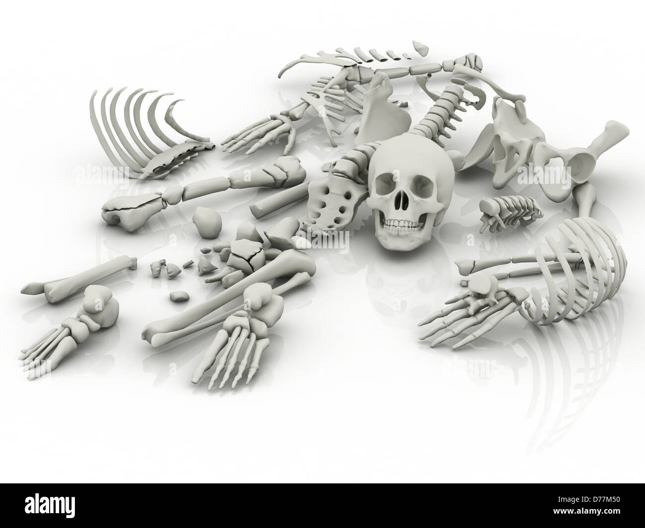 Skeleton parts hi-res stock photography and images - Alamy