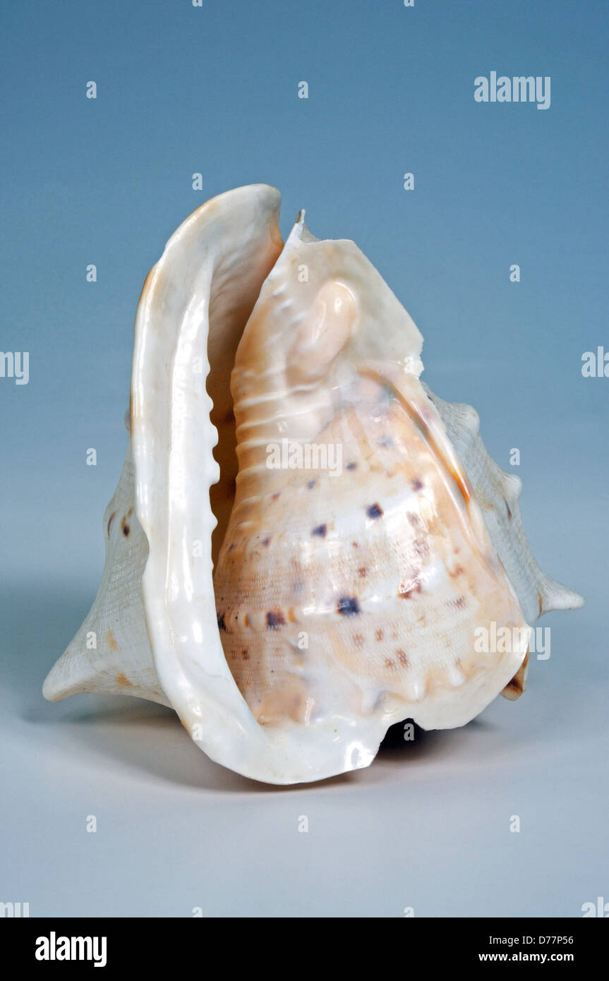 Concha shell, against a plain background Stock Photo - Alamy