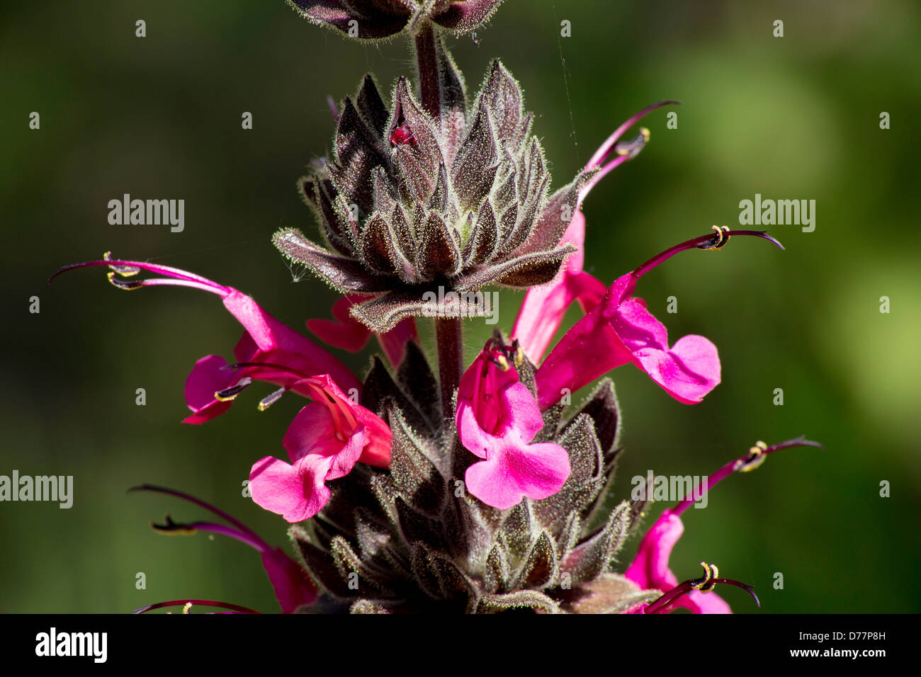 Hummingbird sage along a trail in goleta Stock Photo - Alamy