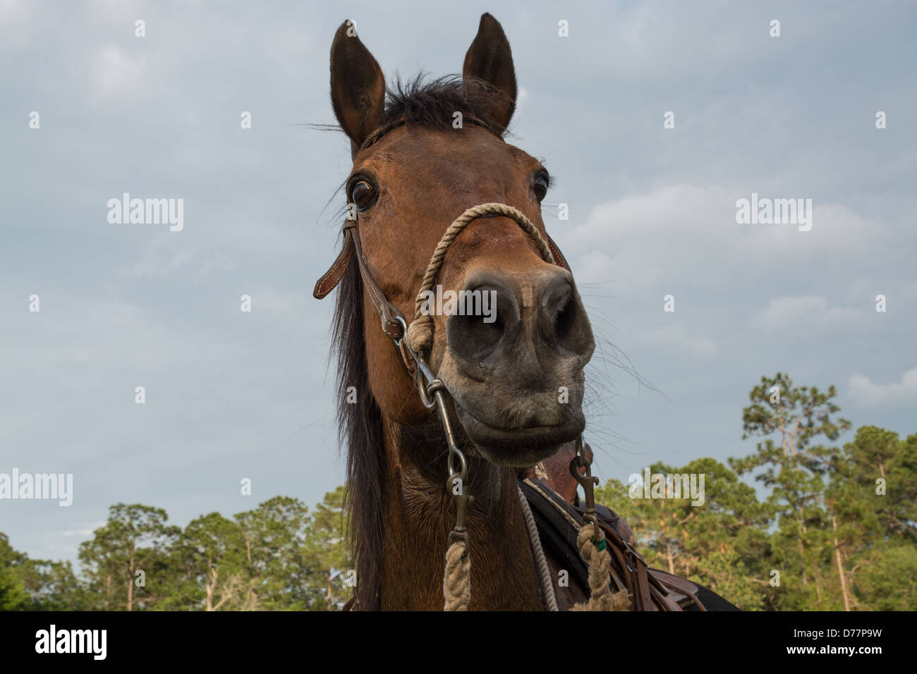Horses at Haven Horse Ranch Stock Photo - Alamy